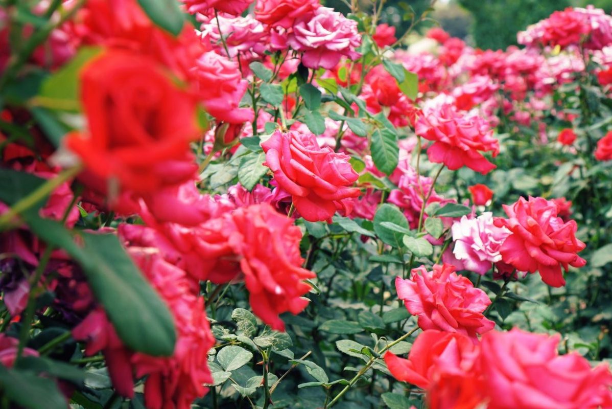Where, How, and When Do I Plant Roses? - Simply Gardening